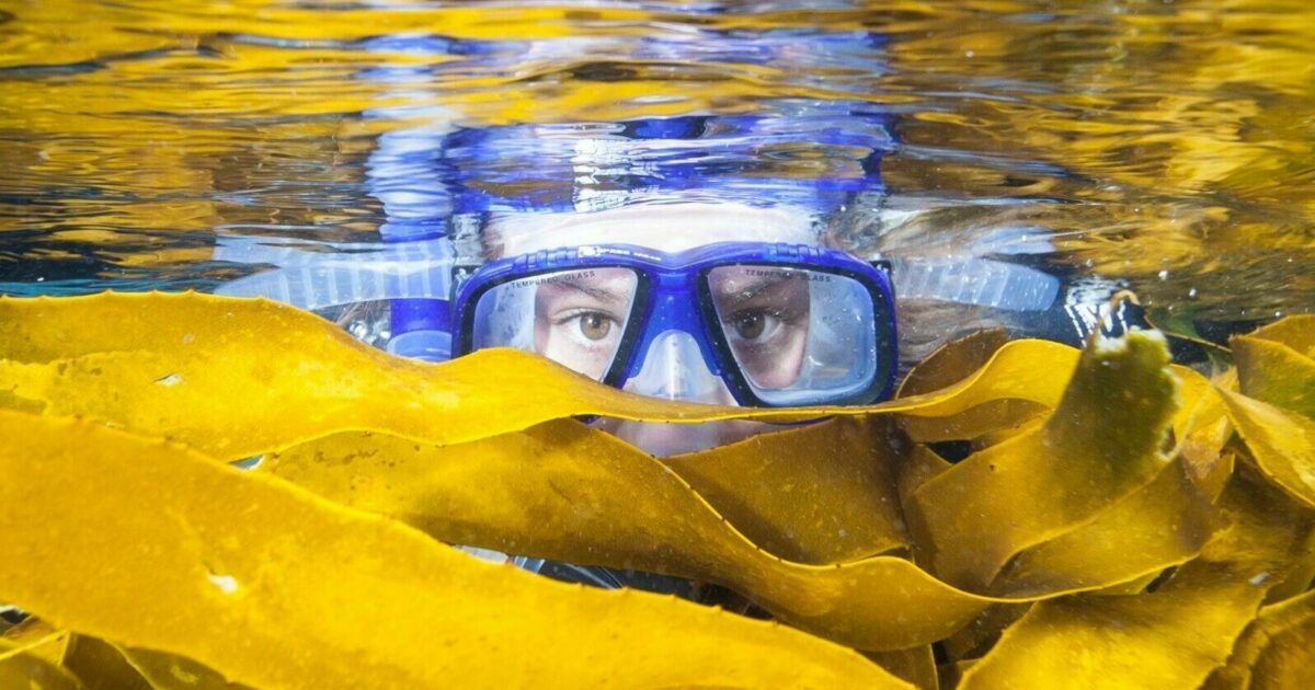 Young Ocean Explorers - Inspiring kids to love our ocean