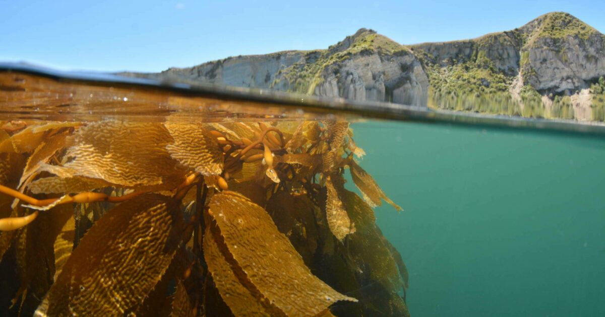 Building a seaweed sector