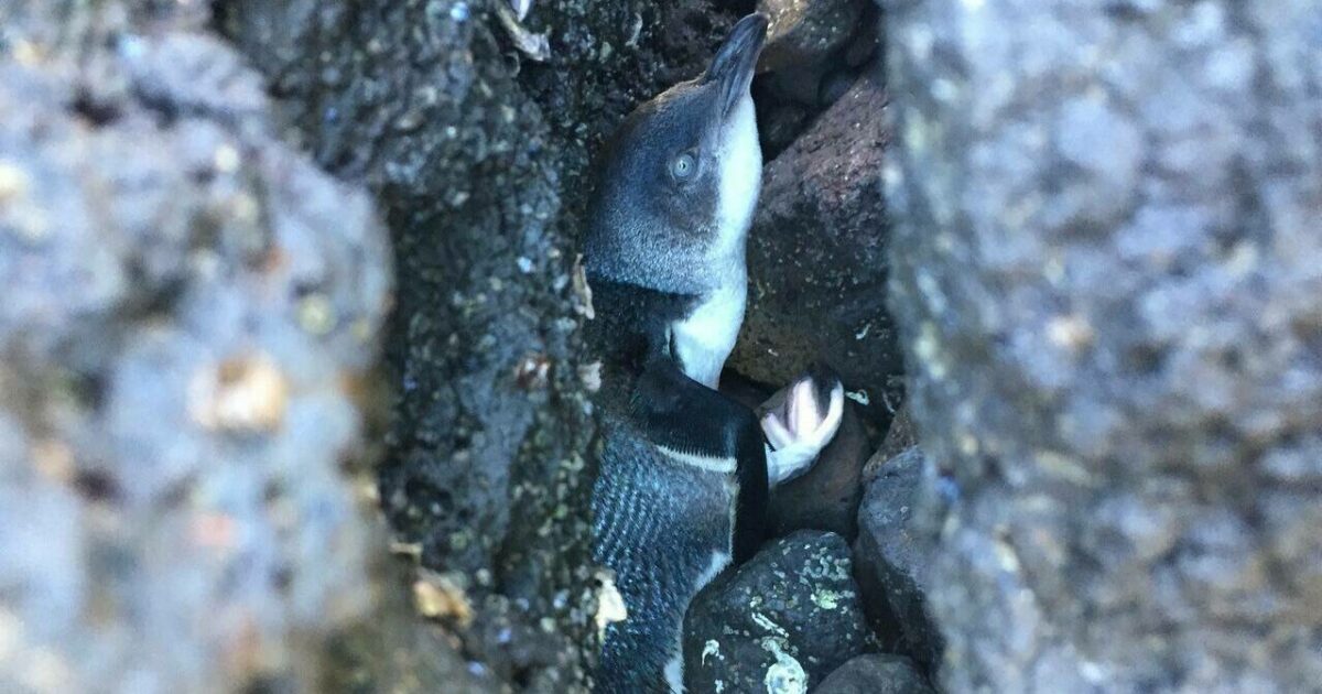 The Blue Cradle Foundation